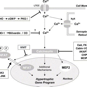 The Pro Hypertrophic Ca 2 Calcineurin NFAT Signaling Pathway And Its