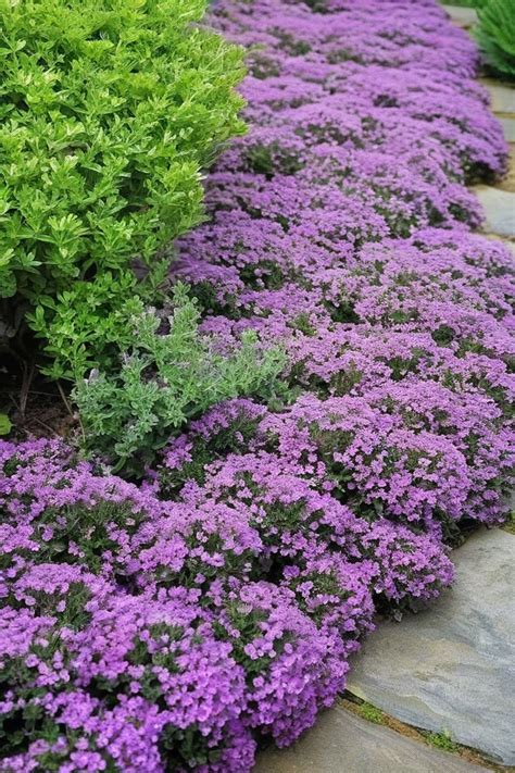 8 Best Flowering Ground Cover Plants