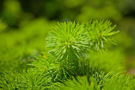 Naturaleza Árbol Planta Foto gratis en Pixabay Pixabay