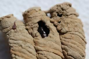 Avispa Caracater Sticas Significado Reproducci N Y M S
