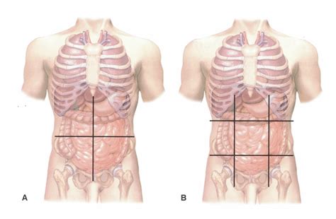 Triple Play Abdominal Quadrants And Regions Diagram Quizlet