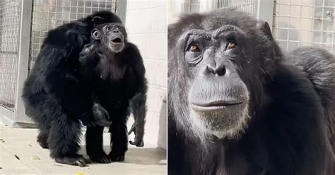 Chimpancé rescatada se emociona al ver por primera vez el cielo Bioguia