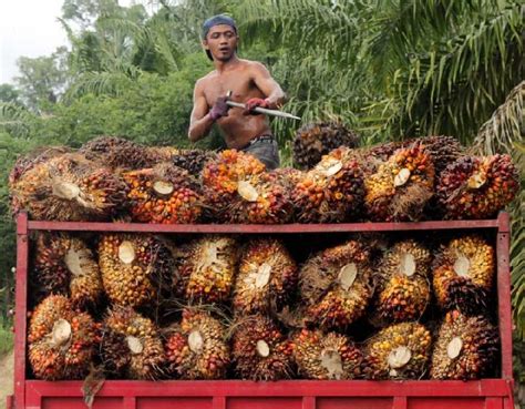 4 Dampak UU Anti Deforestasi Uni Eropa Bagi Indonesia Dari Sawit