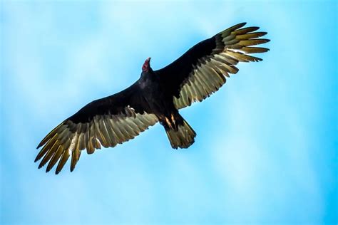 The 2 Types Of Vultures Found In Georgia Nature Blog Network