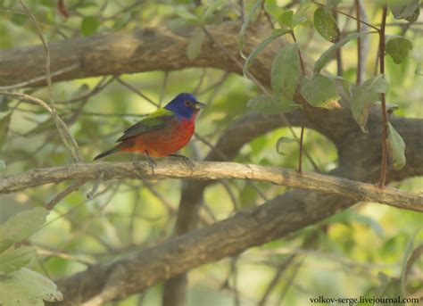 Passerina Ciris Passerina Ciris Painted Bunting Papstfin Flickr