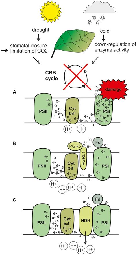 Why Does Cyclic Electron Flow Occur