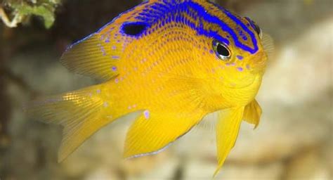 The Best Saltwater Fish For Beginners Fishkeeping Advice