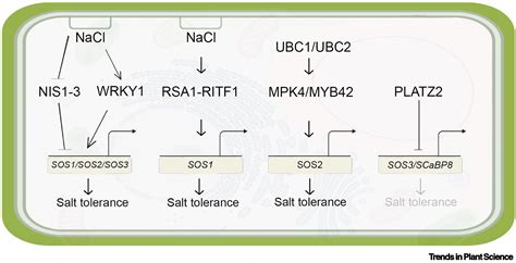 Revisiting Plant Salt Tolerance Novel Components Of The Sos Pathway