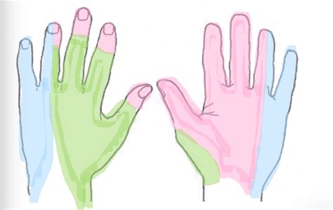 Cutaneous Innervation Of The Surface Of The Hand Diagram Quizlet