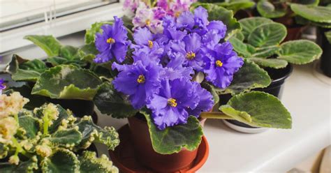 Plantas De Interior Que Traen Buena Suerte Y Dinero A La Casa Qu