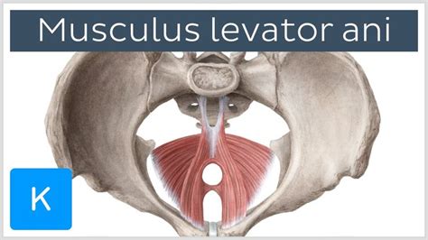 Musculus Levator Ani Beckenboden Anatomie Pathologie