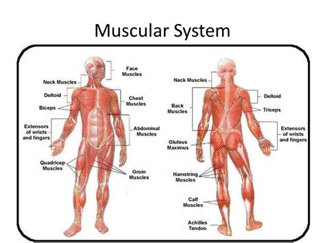 The Muscular System Diagram Quizlet