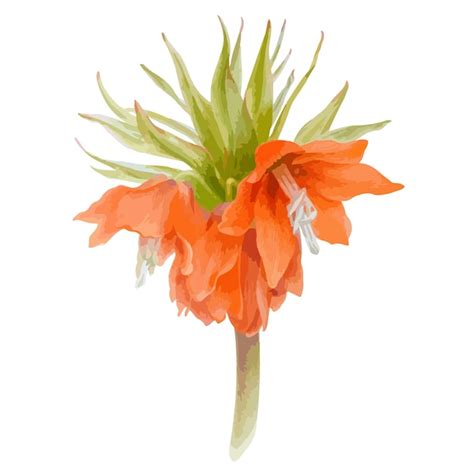 Vector De Acuarela Dibujada A Mano De Fritillaria Imperialis Flor