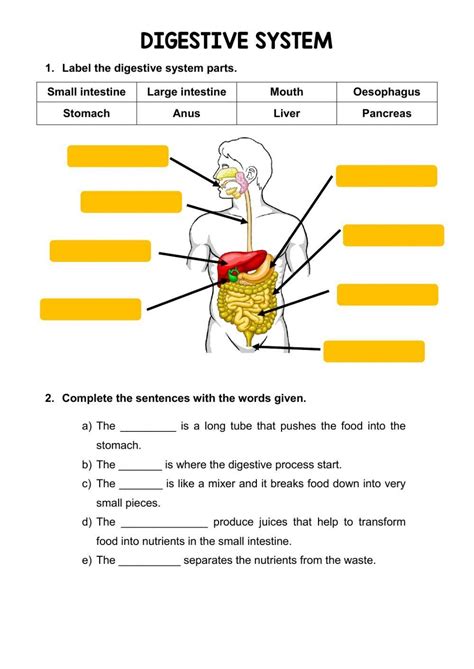 The Human Digestive System Worksheet Answers