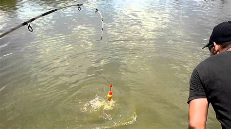 Pesca No Pesqueiro Boitupesca YouTube