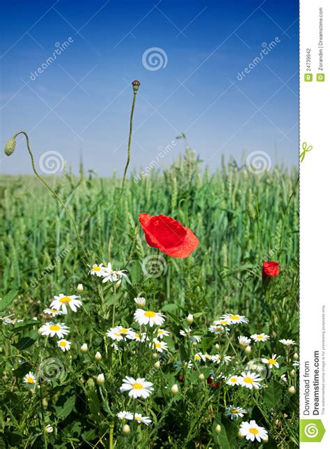 Flores Vermelhas Da Papoila Do Milho Foto De Stock Imagem De Campo