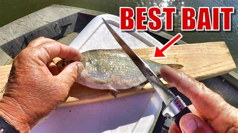 How To Catch Catfish Complete Guide From Catching Bait To Catching