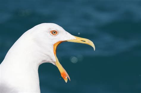 Möwe Vogel Schnabel Kostenloses Foto auf Pixabay Pixabay