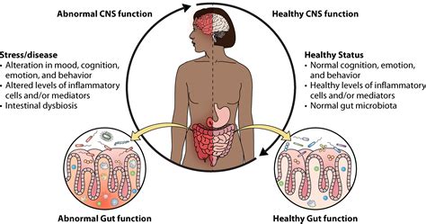 Gut Microbiota Function