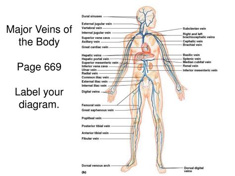 PPT Chap 18 Blood Vessels Continued PowerPoint Presentation Free