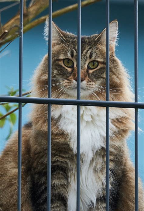 Gato Felino Jaula Foto Gratis En Pixabay Pixabay
