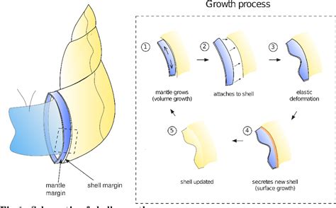 figure 2 from seashell morphogenesis a computational framework for the three dimensional
