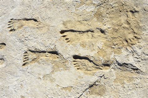 Earliest Evidence Of Human Activity Found In The Americas University