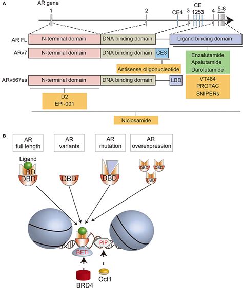 Frontiers Recent Discoveries In The Androgen Receptor Pathway In
