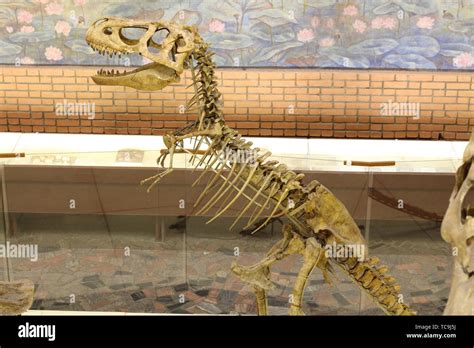 Moscú RF 05 12 2019 Museo Paleontológico Cráneos y esqueletos de