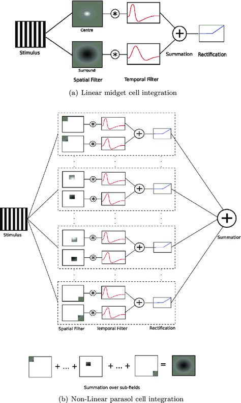 Schematics Of Linear Top And Non Linear Bottom Rgc Models The
