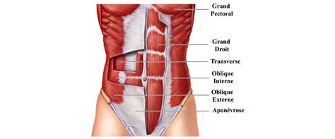 Anatomie Muscles Abdominaux Transverse Obliques Grand Droit