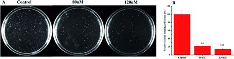Soft Agar Colony Formation Assay After Treated With Different