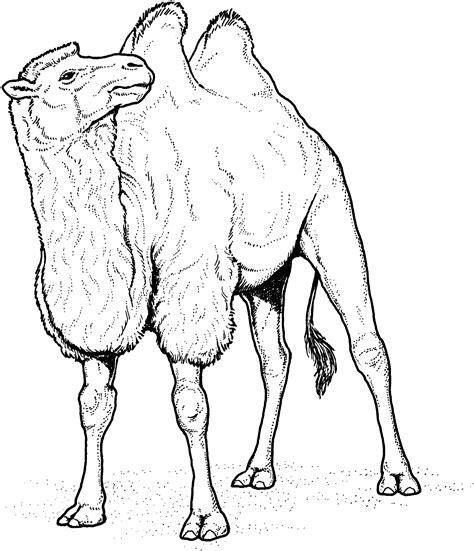 Camel Caravan Coloring Page Coloring Pages