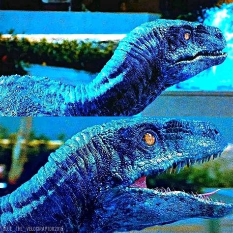 Blues Instagram Photo Fun Fact Delta Is As Aggressive As The Velociraptors From Jurassic