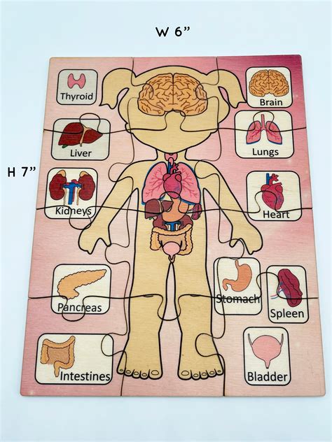 Rompecabezas Montessori Para Pintar Las Partes Del Cuerpo Humano The