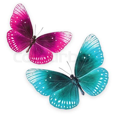 Zwei Colurful Schmetterling Fliegen Stock Bild Colourbox