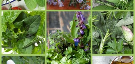 10 Plantas Que Debes Tener En Casa Familias
