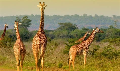 3 Days Akagera Wildlife Safari Akagera National Park