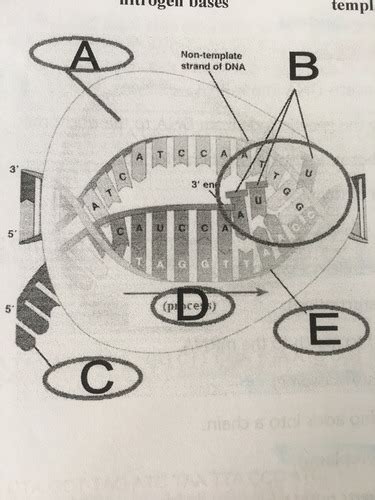 Protein Synthesis Flashcards Quizlet