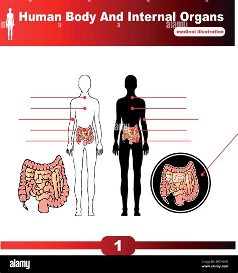 Human Body Internal Organs Vector Stock Vector Image Art Alamy