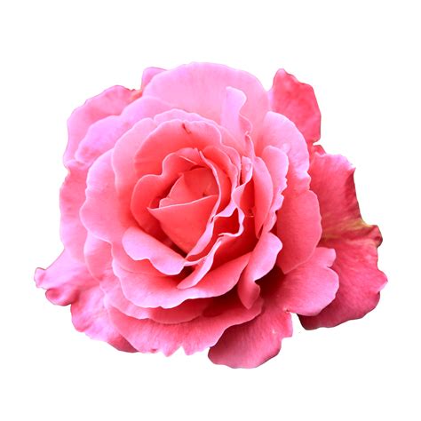Beautiful Pink Rose Flower 12996224 PNG
