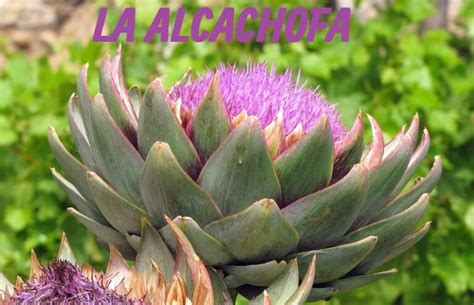 La Alcachofa Propiedades Curativas Y Beneficios