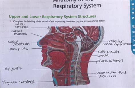Solved Respiratory System Sheet Upper And Lower Respiratory Chegg