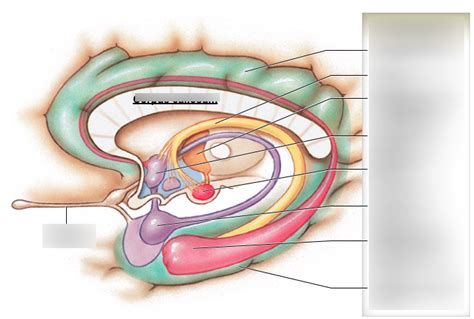 Limbic System Diagram Quizlet