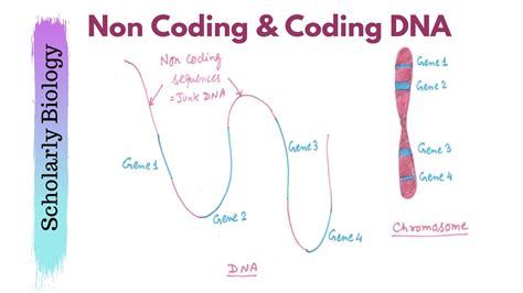 coding and non coding dna junk dna molecular basis of inheritance biology class 12 neet