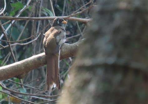La gira al Santuario Bosque Santa Cruz se enfocó en las aves del bosque