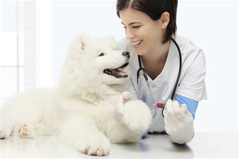 The Gap Vet Ashgrove Avenue Veterinary Clinic