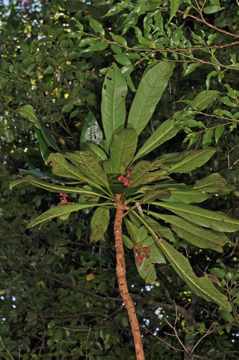 Discocalyx Plant7 Primulaceae Image 73070 At PhytoImages Siu Edu