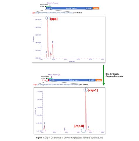 Large Scale MRNA Synthesis