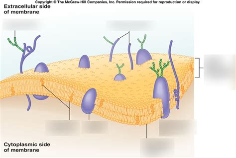 Cell Membrane Proteins Diagram Diagram Quizlet